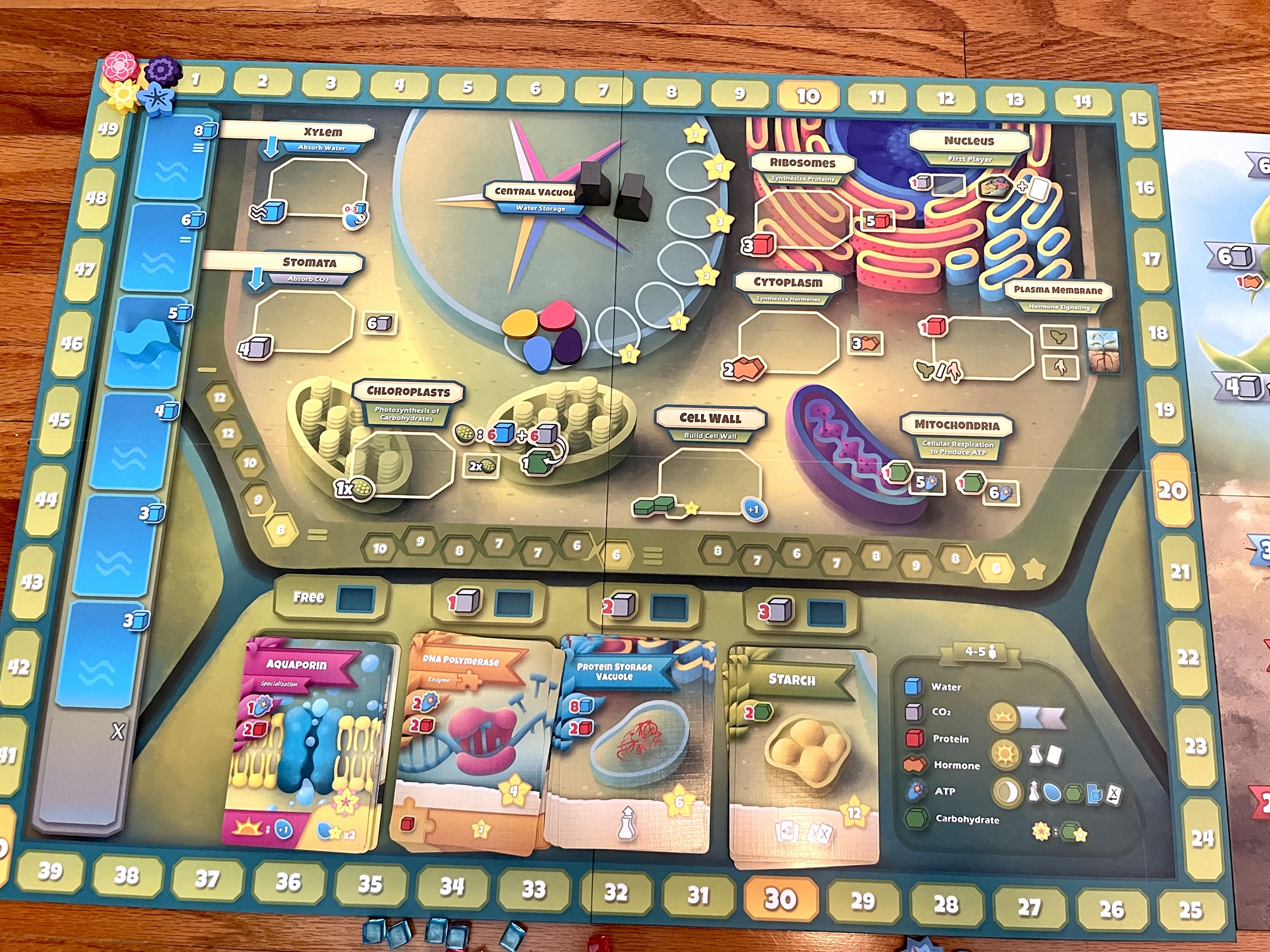 Cellulose: A Plant Cell Biology Game – The Skillful Meeple