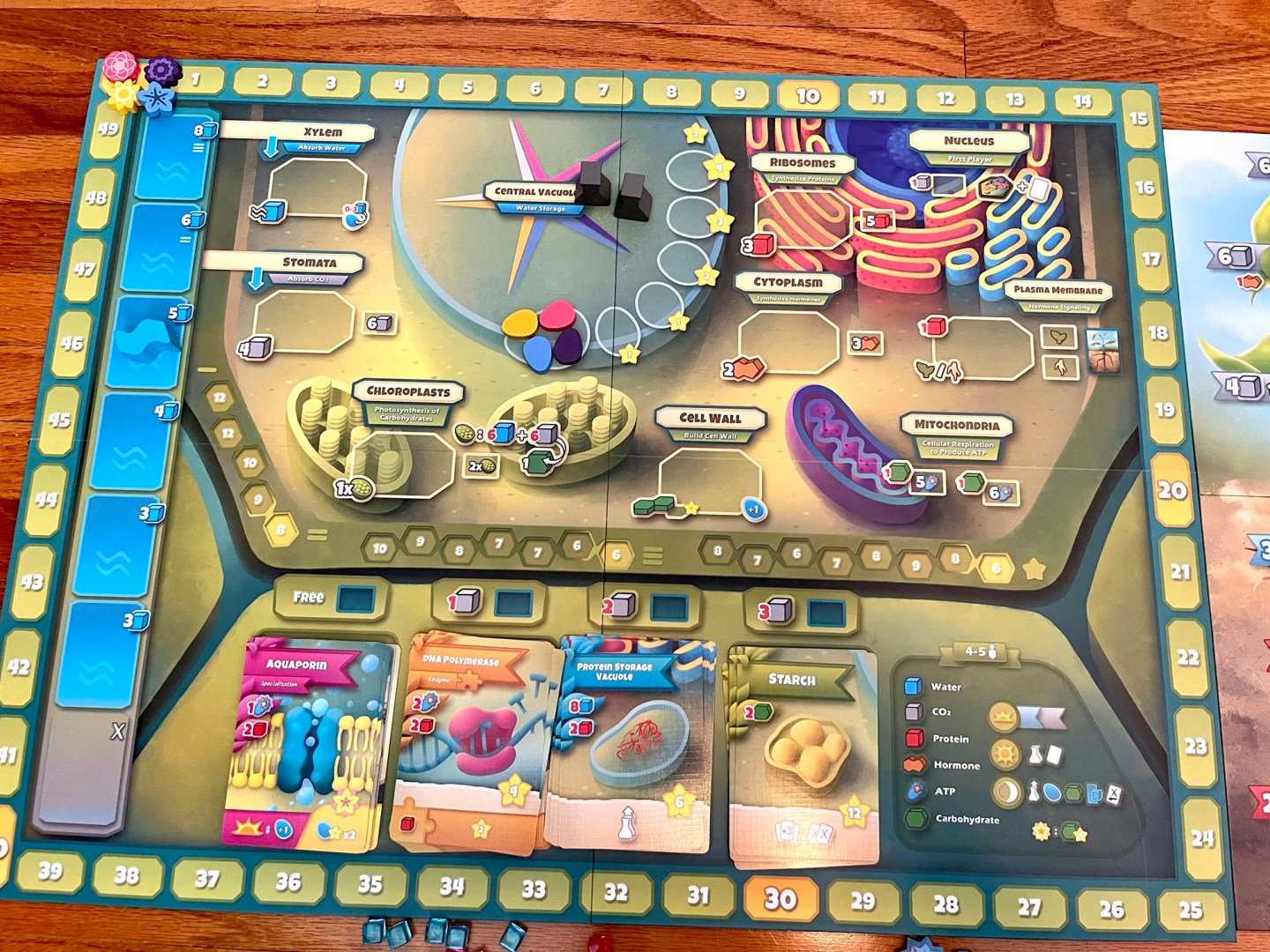 Cellulose: A Plant Cell Biology Game – The Skillful Meeple